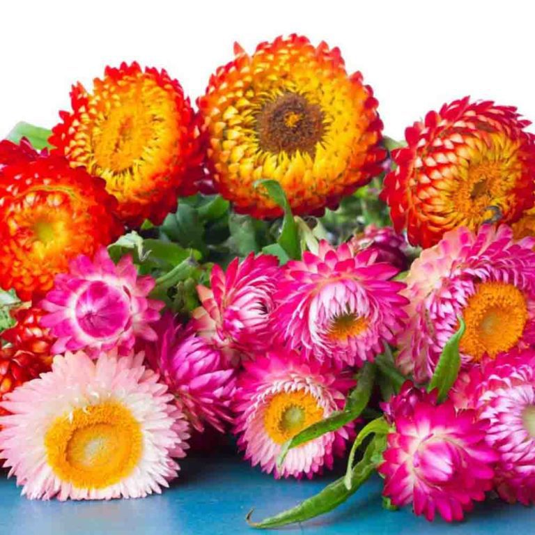 50 Mixed Dwarf Strawflower Seeds - Welldales