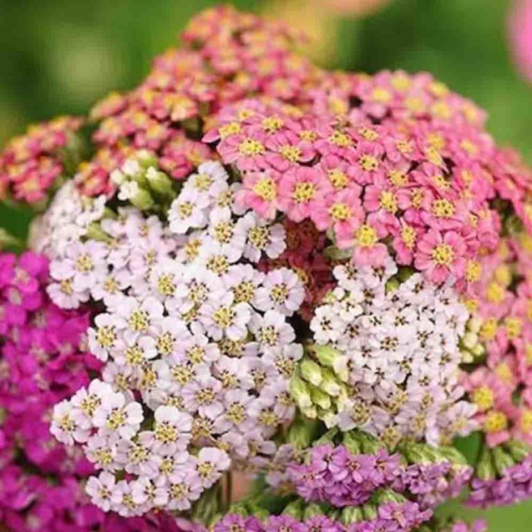 50 Mixed Pastel Achillea Seeds - Welldales
