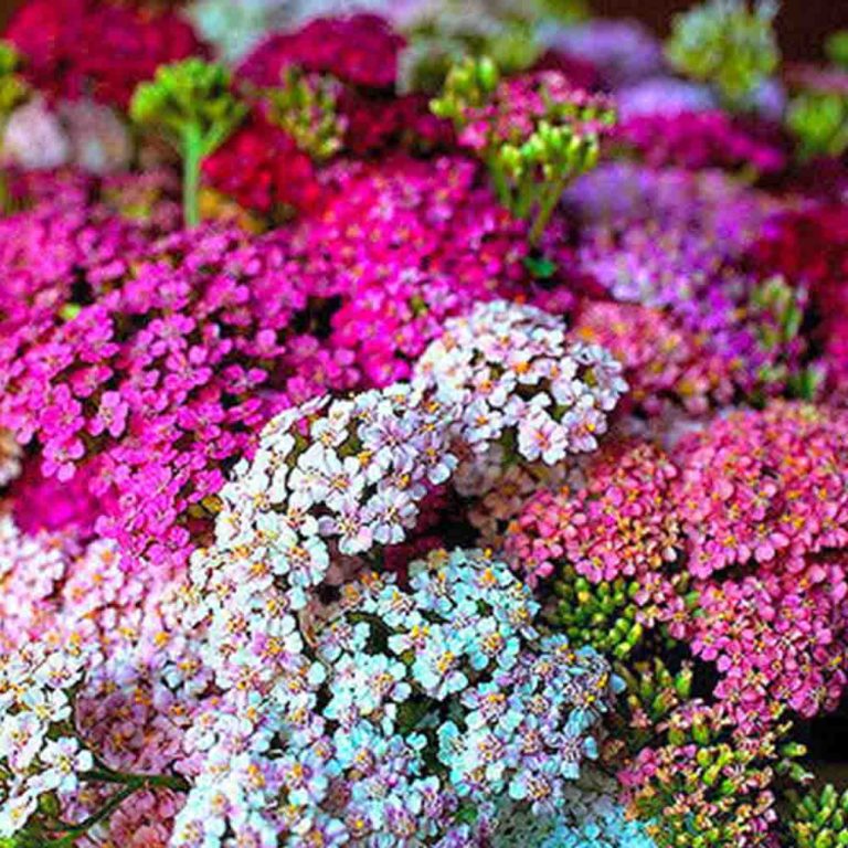 50 Mixed Pastel Achillea Seeds - Welldales