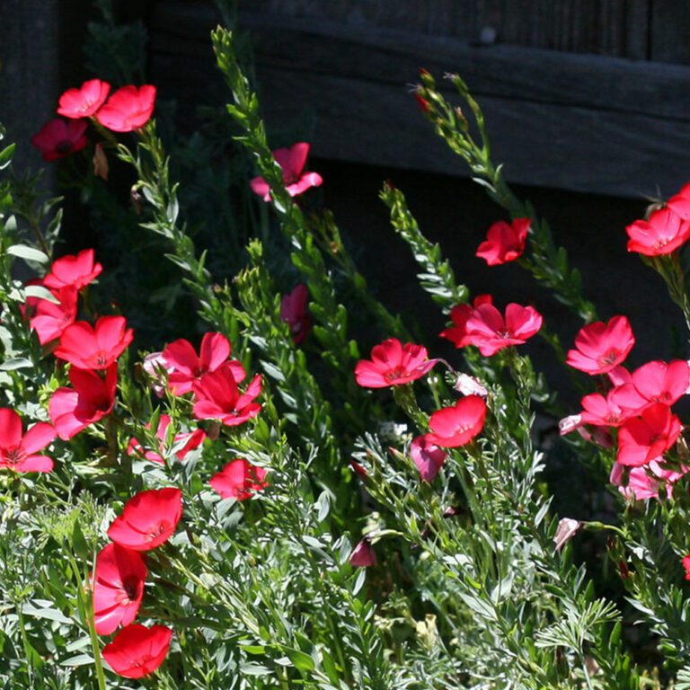 50 Scarlet Flax Seeds - Welldales