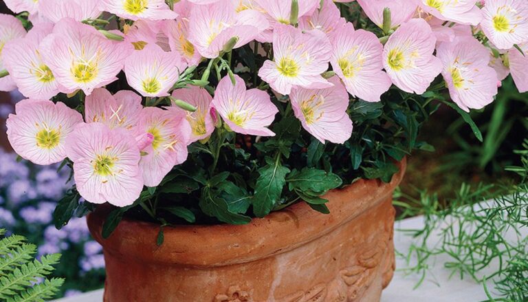 How to Sow Pink Evening Primrose Seeds - Welldales