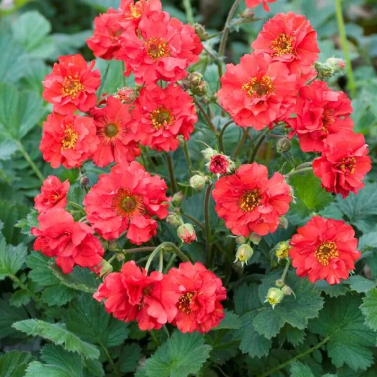 30 Mrs Bradshaw Geum Seeds - Welldales