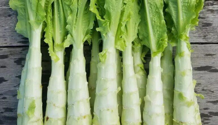 How to Sow Chinese Stem Lettuce Seeds - Welldales