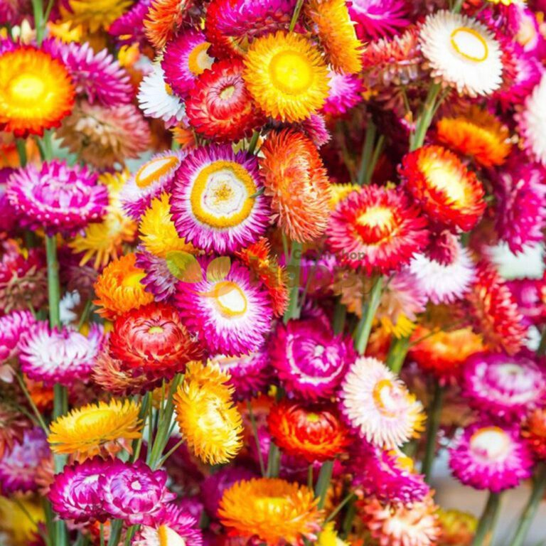 50 Mixed Giant Strawflower Seeds - Welldales