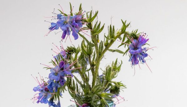 How to Sow Wild Vipers Bugloss Seeds - Welldales