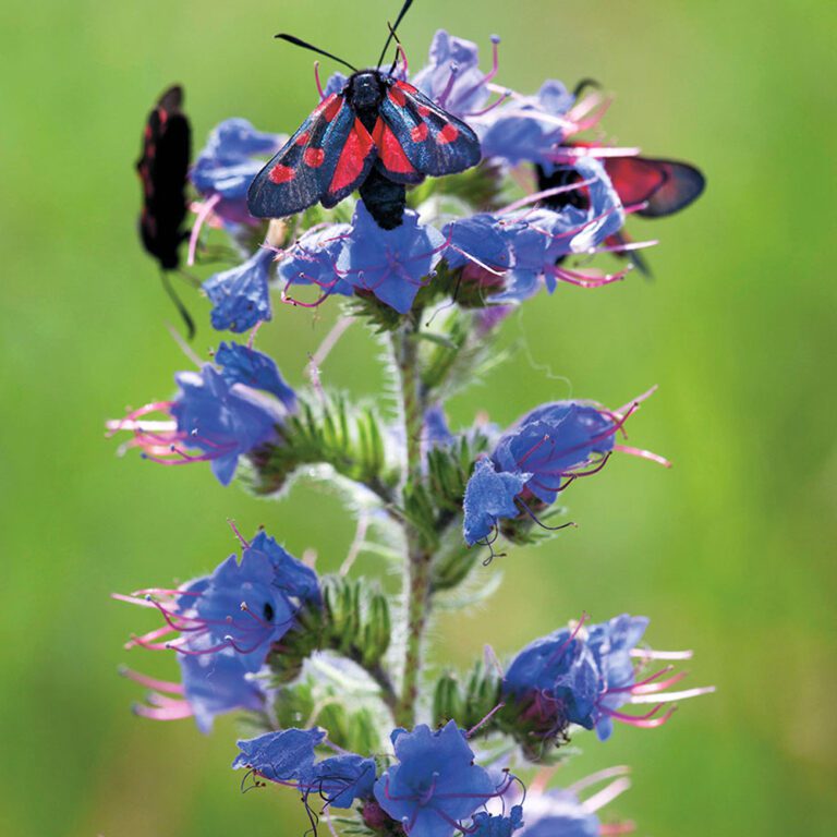 50 Wild Vipers Bugloss Seeds - Welldales