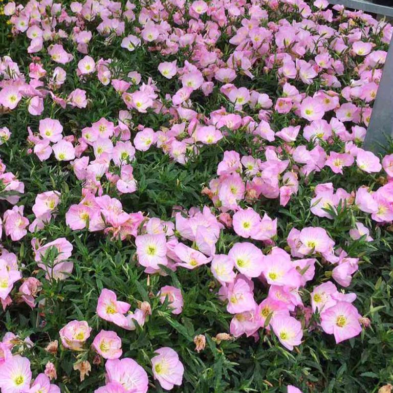 100 Pink Evening Primrose Seeds - Welldales