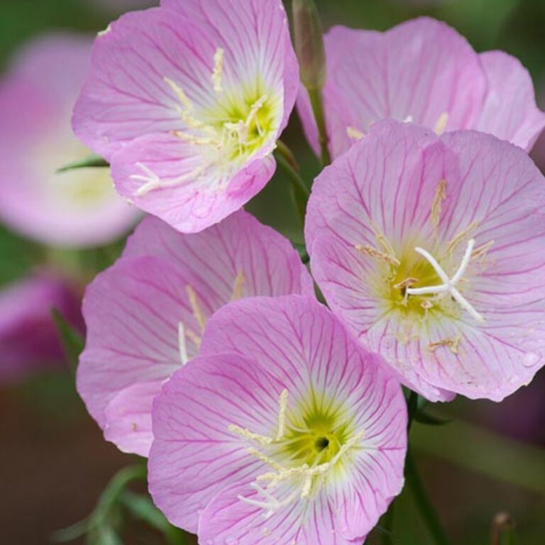 100 Pink Evening Primrose Seeds - Welldales