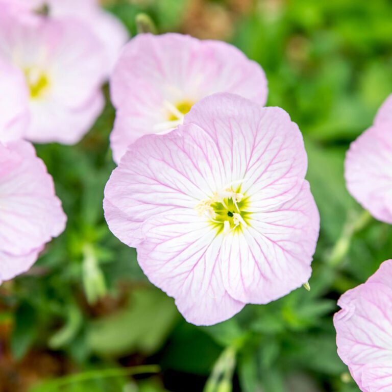 100 Pink Evening Primrose Seeds - Welldales