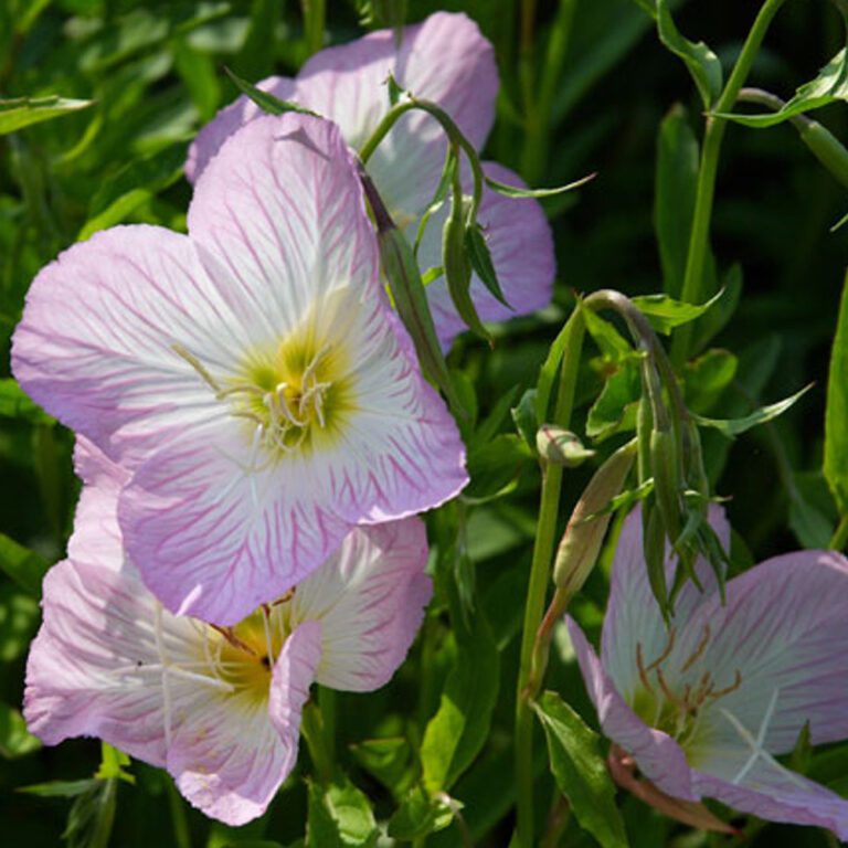 100 Pink Evening Primrose Seeds - Welldales
