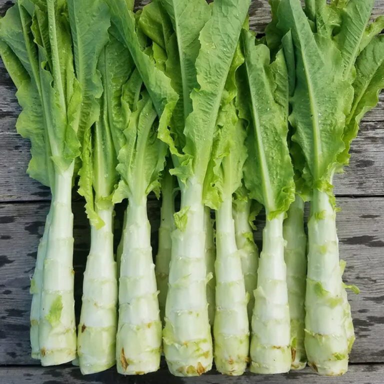 50 Chinese Stem Lettuce Seeds - Welldales