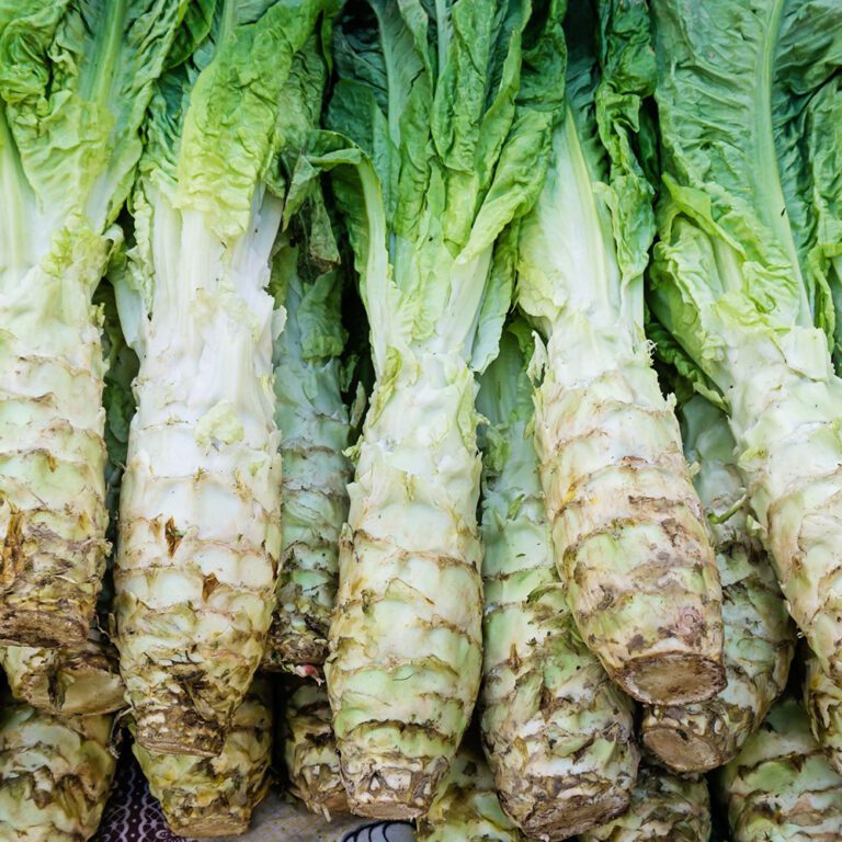 50 Chinese Stem Lettuce Seeds - Welldales