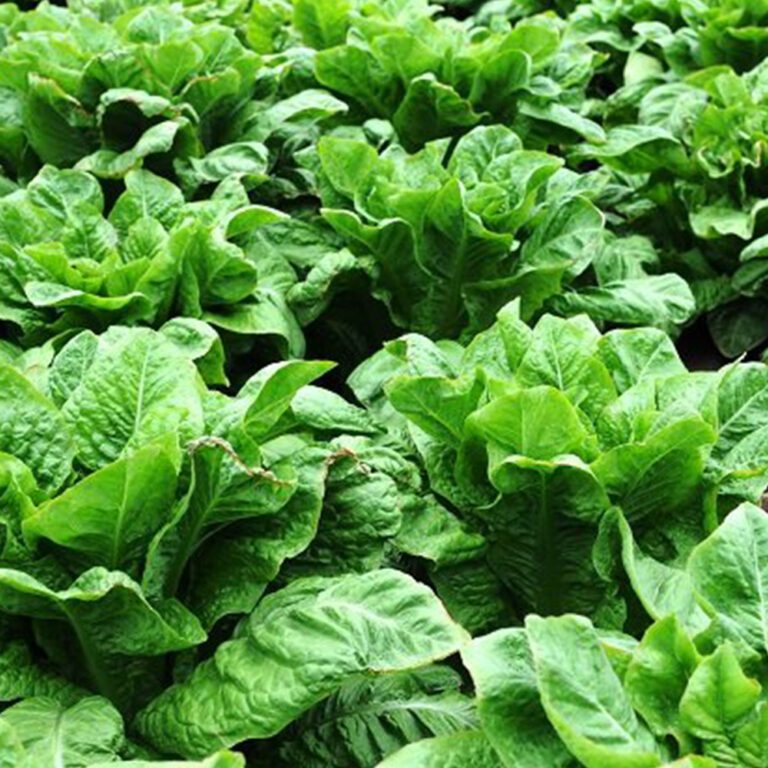 50 Chinese Stem Lettuce Seeds - Welldales