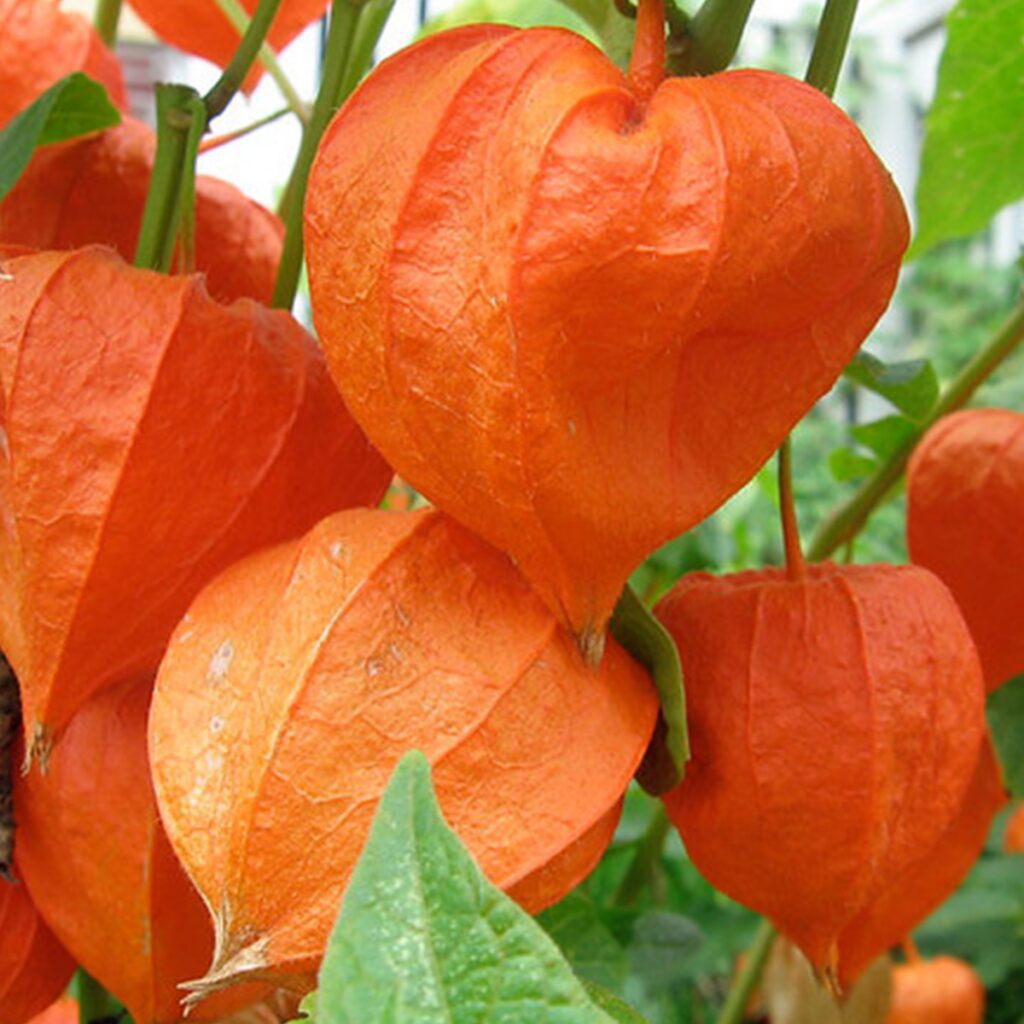 30 Giant Chinese Lantern Seeds - Welldales