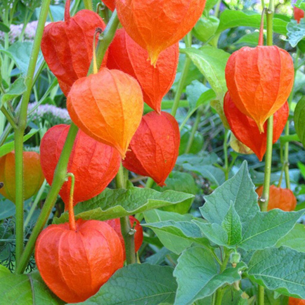 30 Giant Chinese Lantern Seeds - Welldales