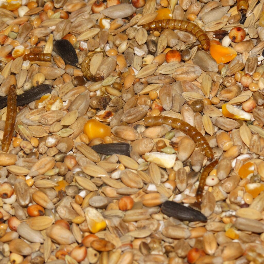 Complete Wild Bird Mixture All Season Seed Sunflower Hearts Calciworms ...