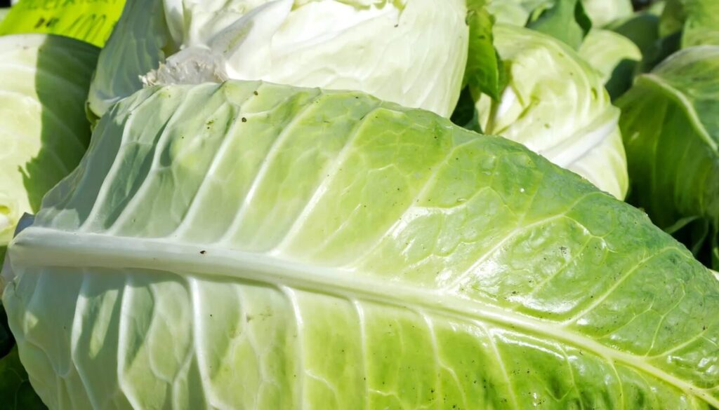 How to Sow Giant Durham Early Cabbage Seeds - Welldales