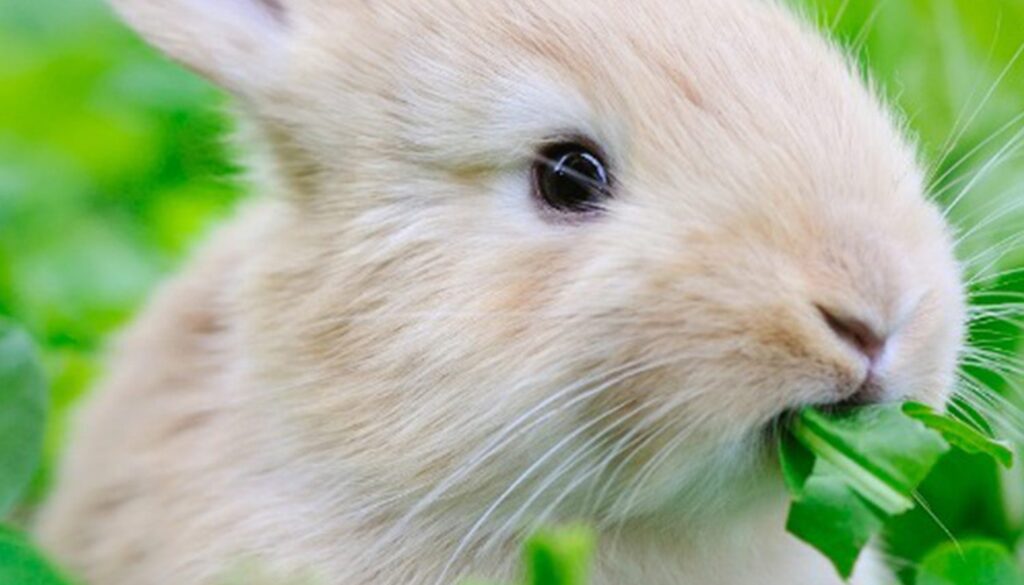 How to Sow Complete Mix Rabbit Food Seeds - Welldales