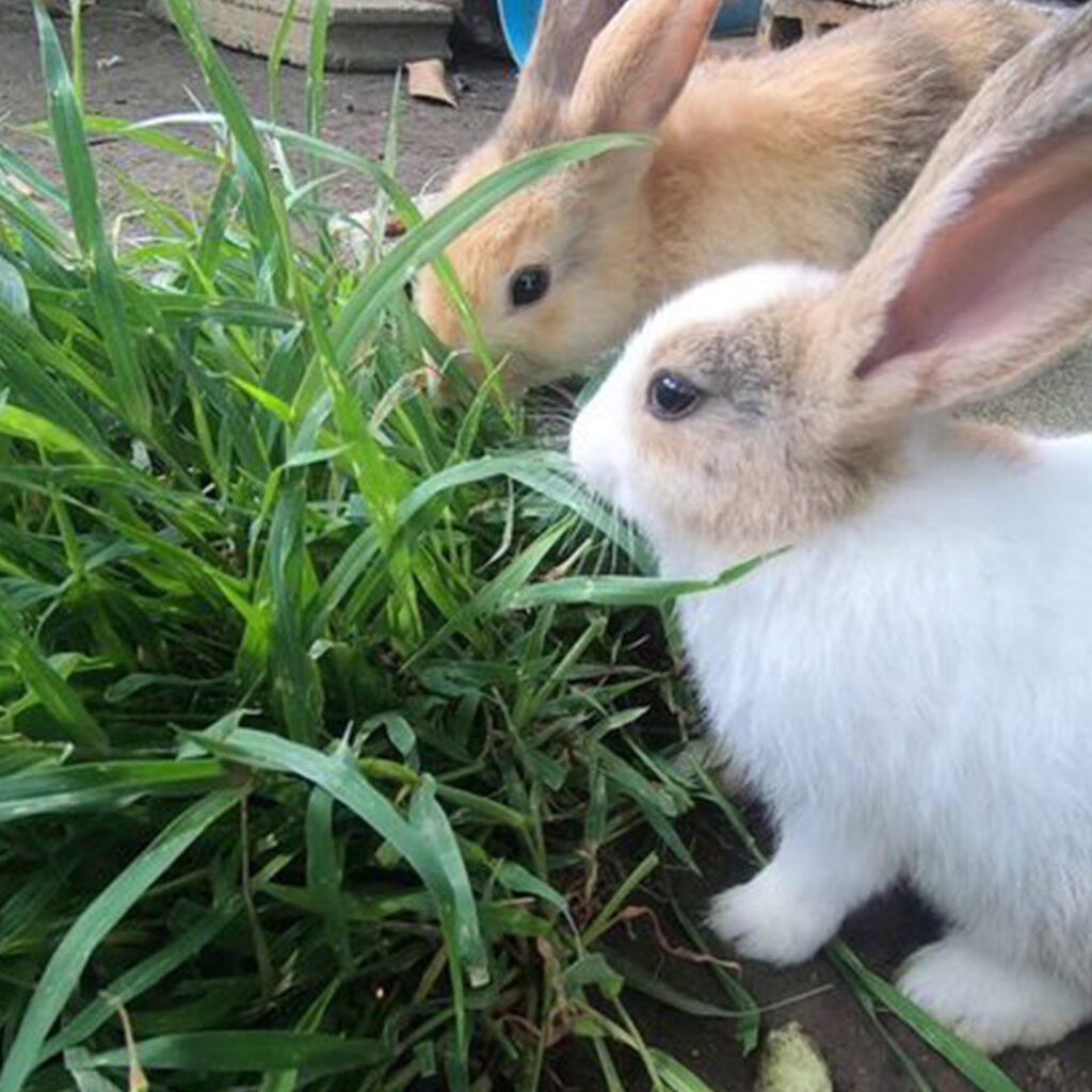 100 Complete Mix Rabbit Food Seeds - Welldales