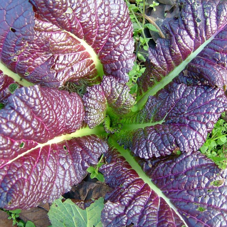 100 Red Giant Mustard Seeds - Welldales