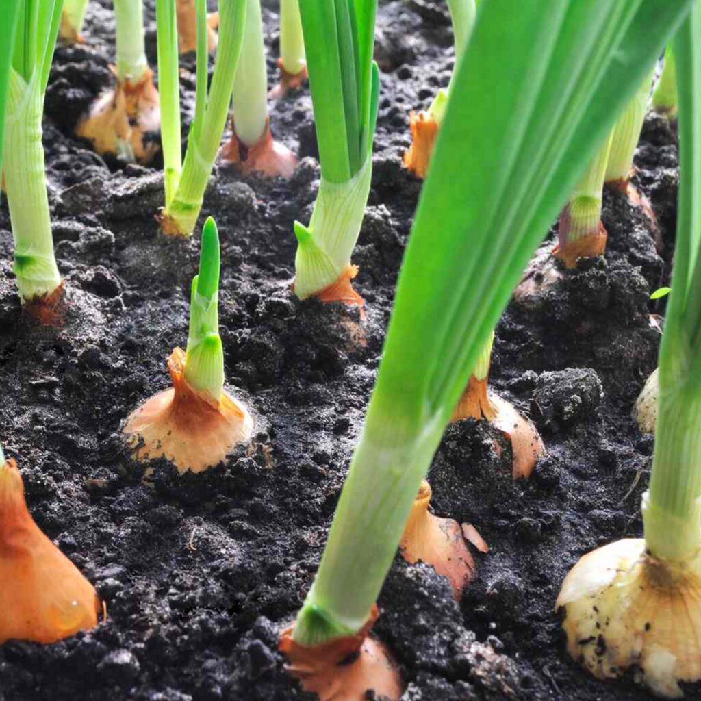 50 Spanish Giant Brown Onion Seeds - Welldales