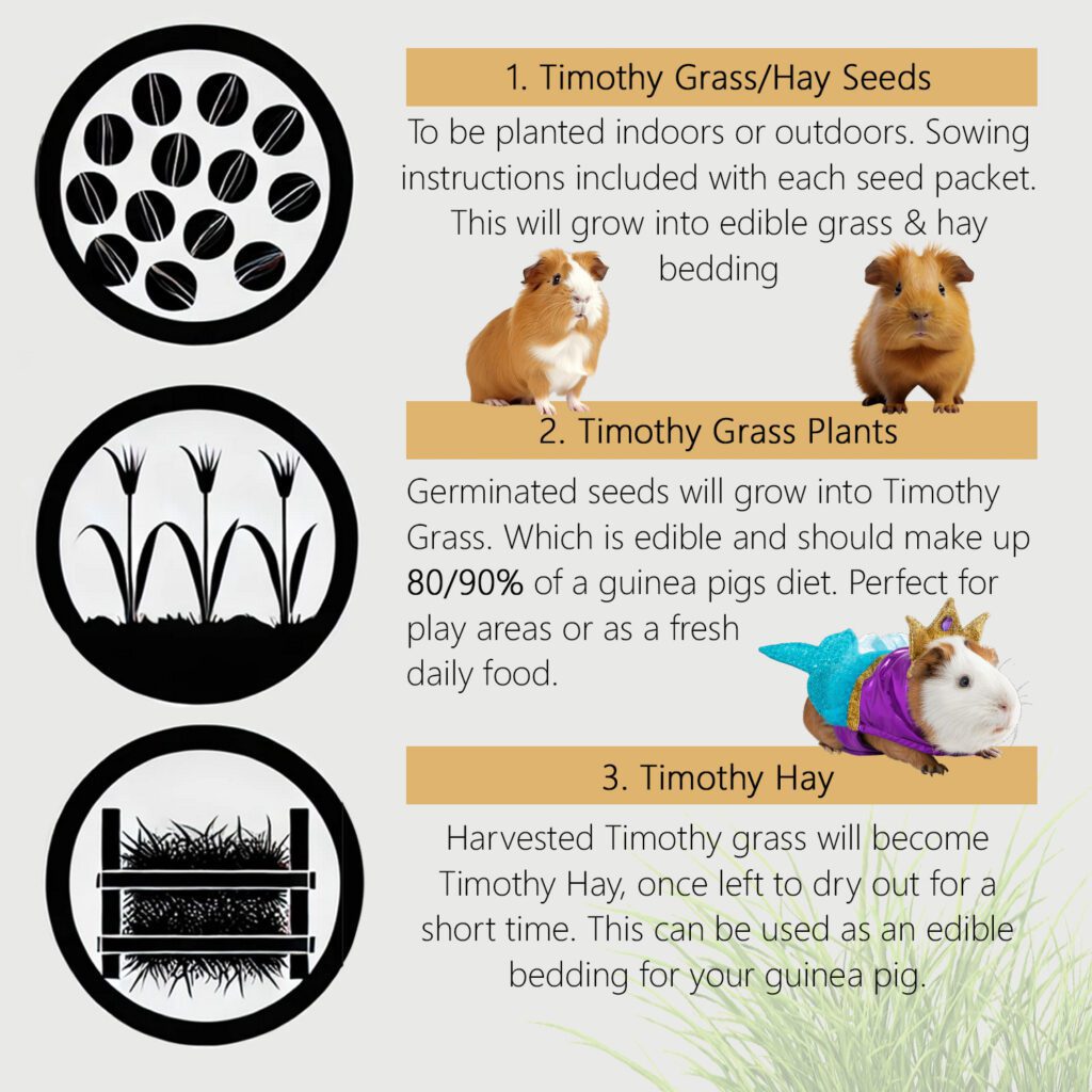 360 Guinea Pig Timothy Grass Hay Seeds 3G - Welldales