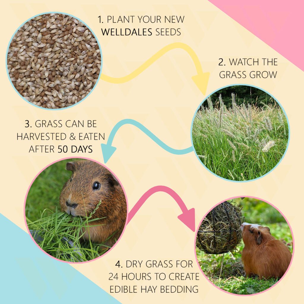 360 Guinea Pig Timothy Grass Hay Seeds 3G - Welldales