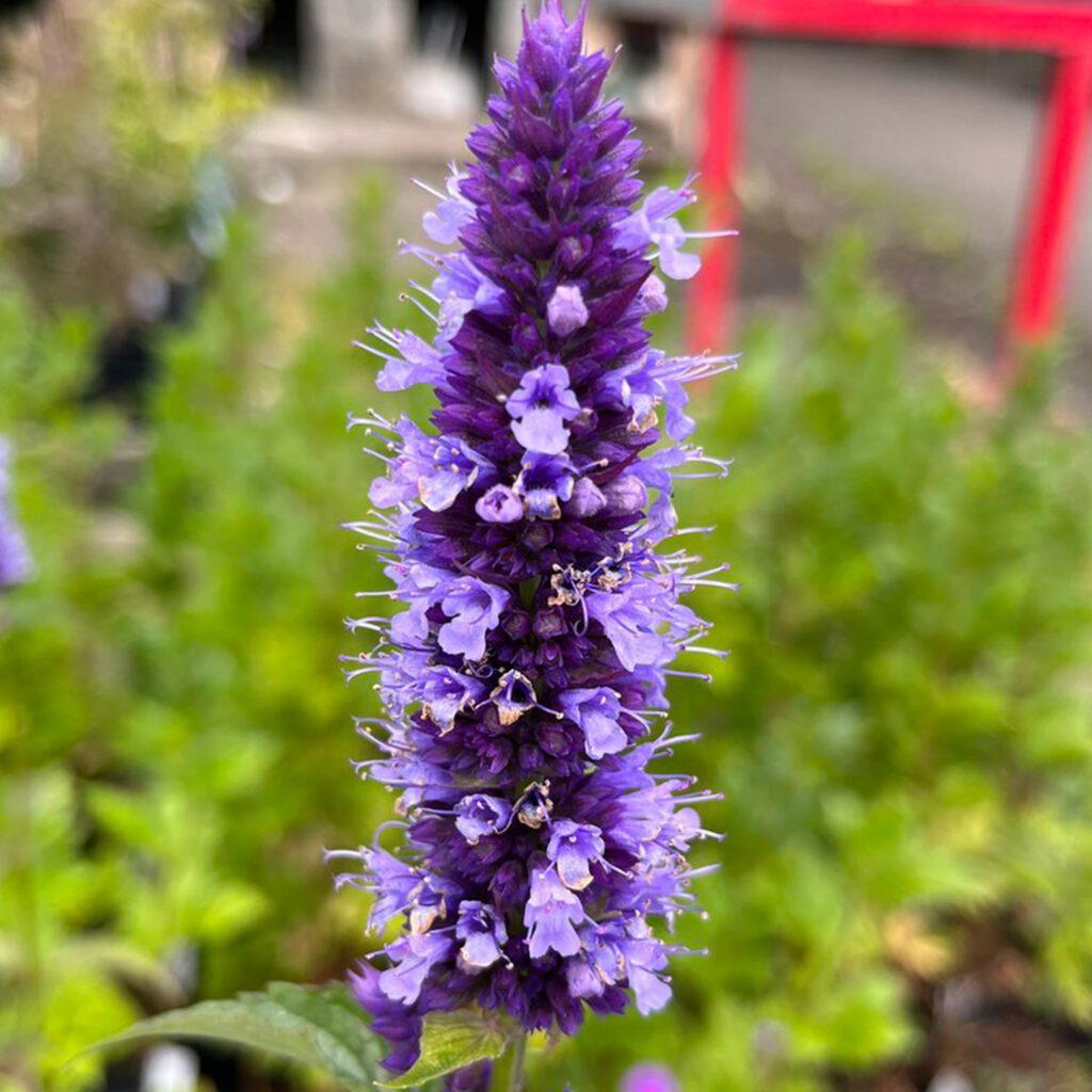 50 Purple Top Hyssop Anise Seeds - Welldales