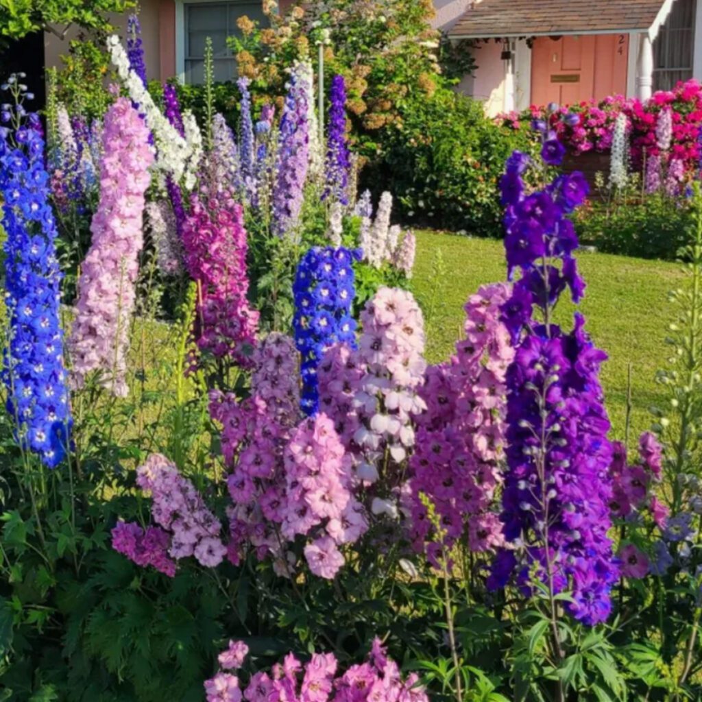 50 Giant Delphinium Larkspur Pastel Mix Seeds - Welldales