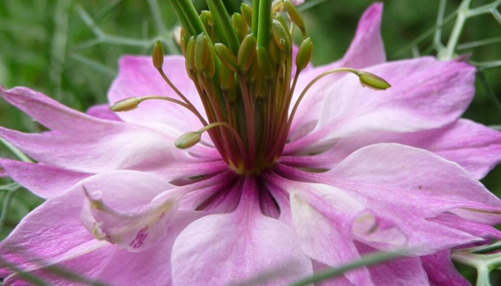 How to Sow Pastel Pink & Rose Love in a Mist Nigella Seeds - Welldales