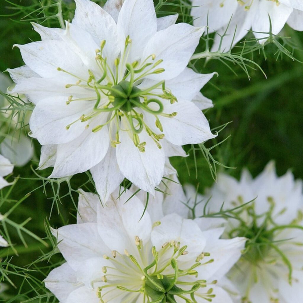 50 Pure White Nigella Love in a Mist Seeds - Welldales