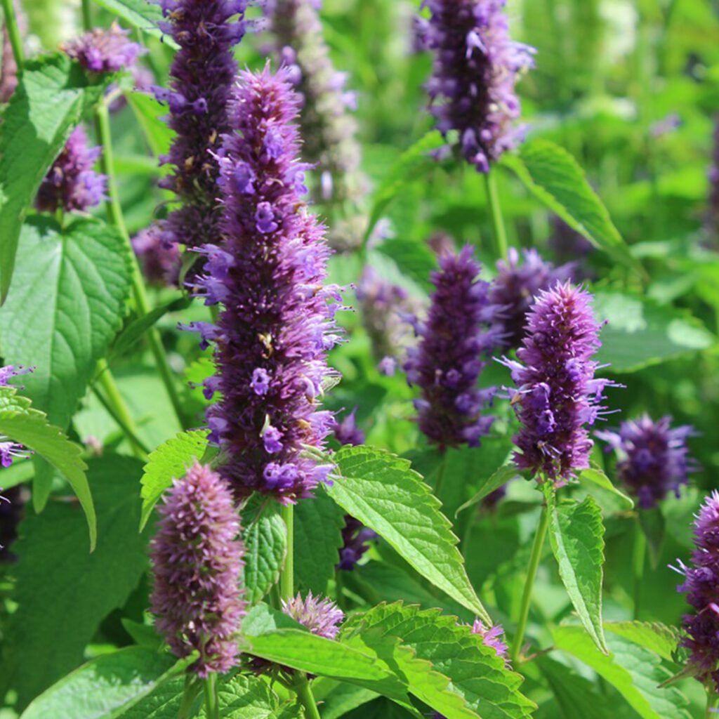 50 Purple Giant Korean Mint Agastache Seeds - Welldales