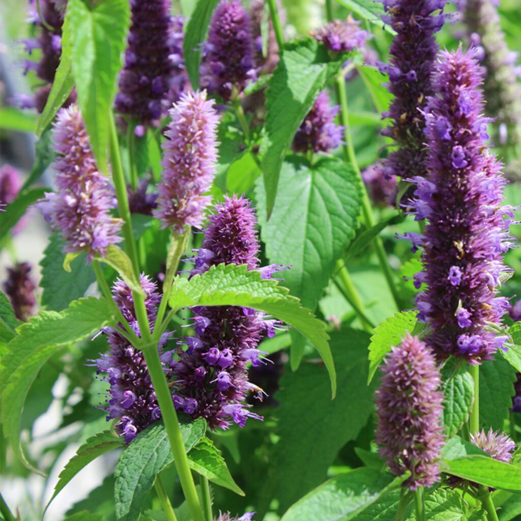 50 Purple Giant Korean Mint Agastache Seeds - Welldales