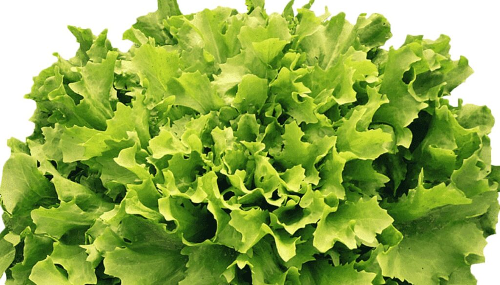 How to Sow Roman Endive Seeds - Welldales