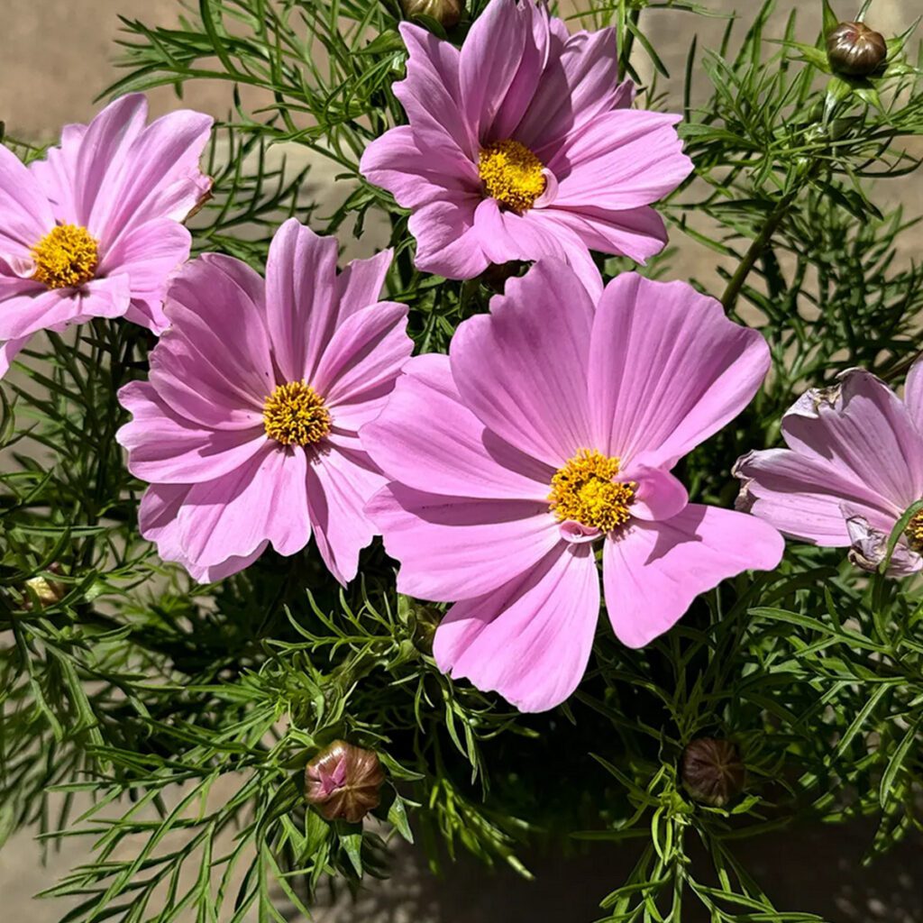 Pastel Pink Blush Cosmos Seeds - Welldales