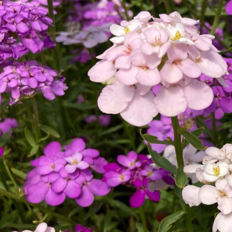 50 Pastel Dwarf Candytuft Seeds - Welldales