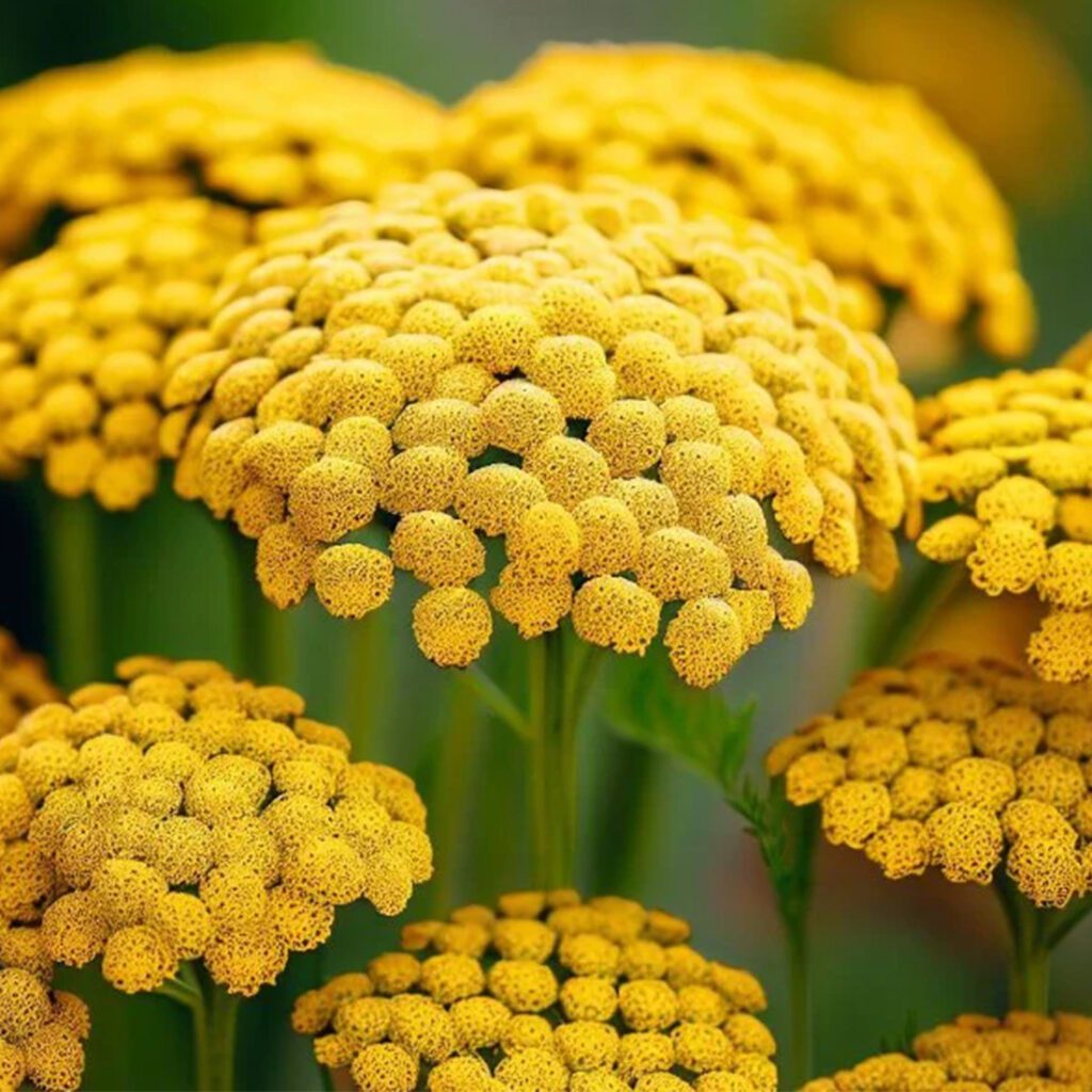 How to Sow Giant Polyanthus Seeds - Welldales