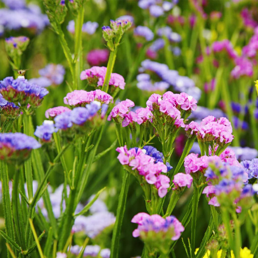 50 Rainbow Statice Flower Seeds - Welldales