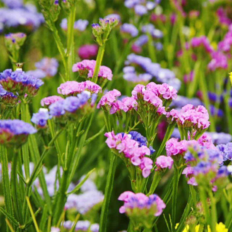 50 Rainbow Statice Flower Seeds - Welldales