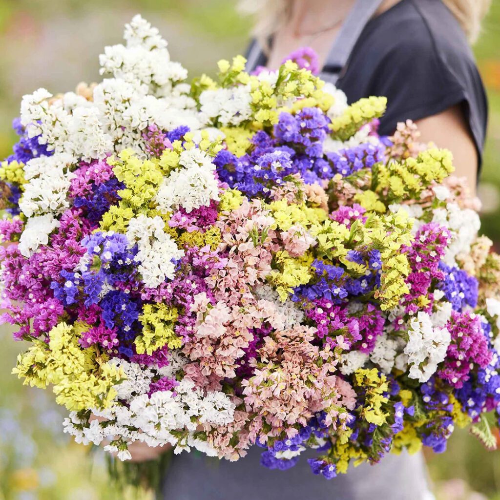 50 Rainbow Statice Flower Seeds - Welldales