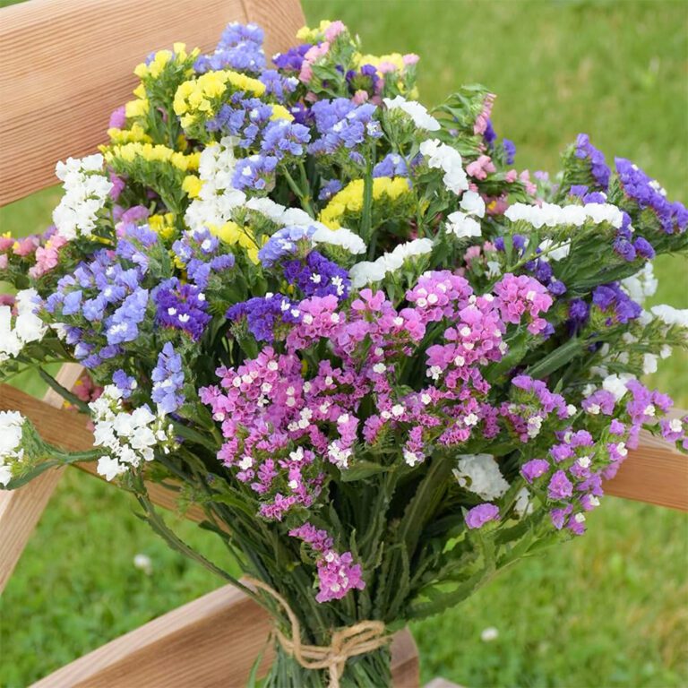 50 Rainbow Statice Flower Seeds - Welldales