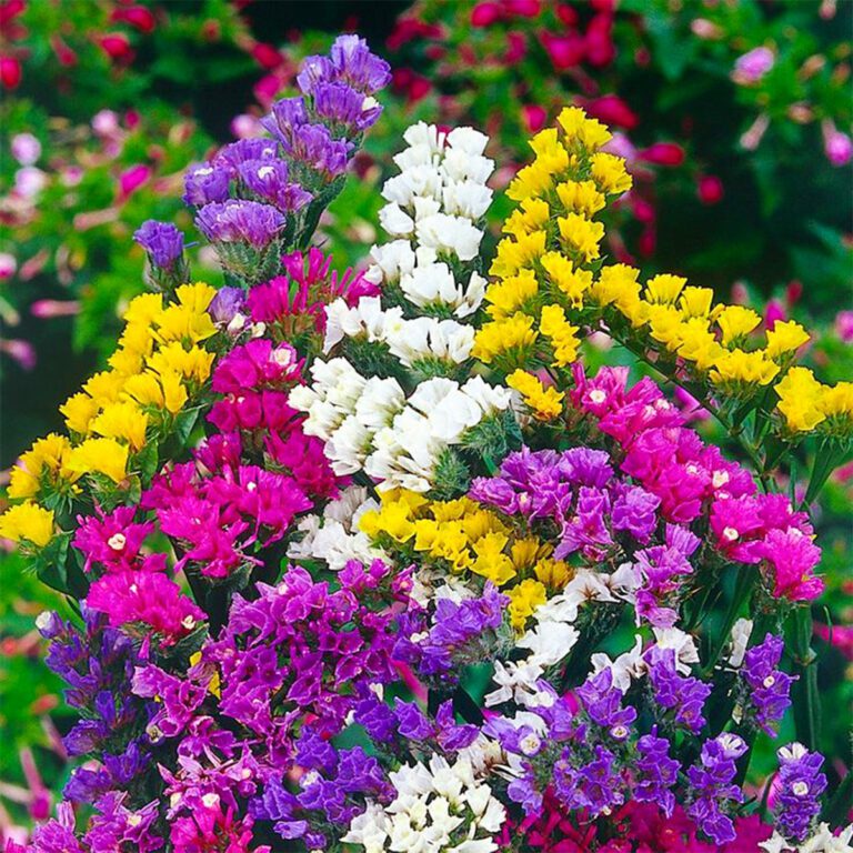 50 Rainbow Statice Flower Seeds - Welldales