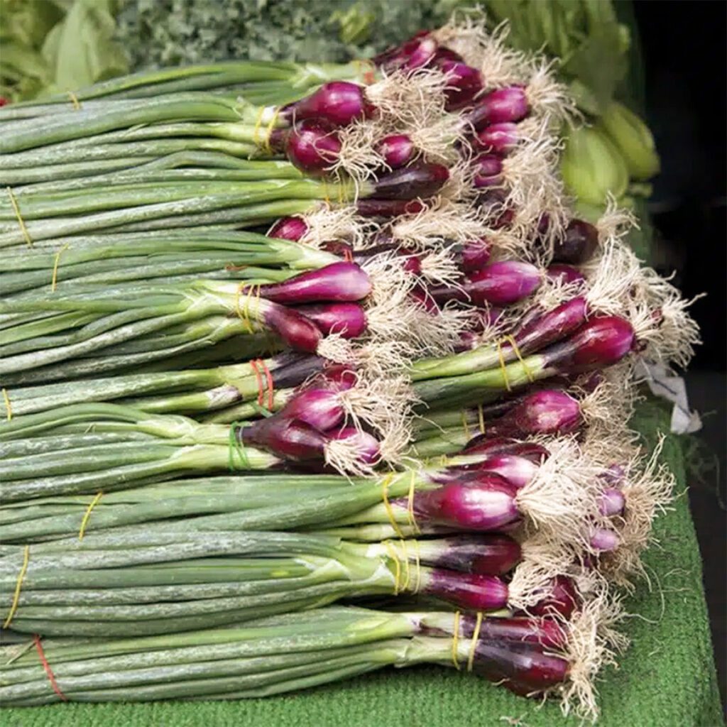 50 Winter Red Welsh Onion Seeds - Welldales