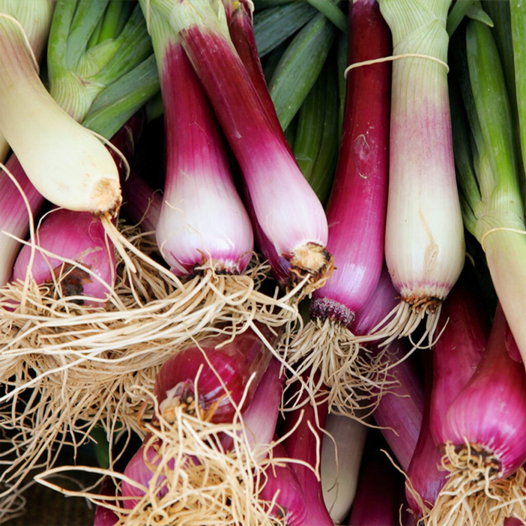 50 Winter Red Welsh Onion Seeds - Welldales